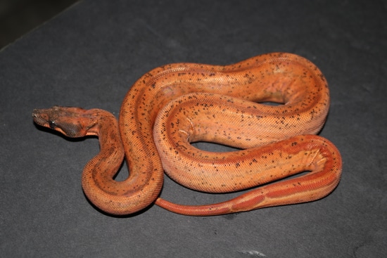 Hypo Eclipse Boa Constrictor by Wards World Of Reptile Propagation