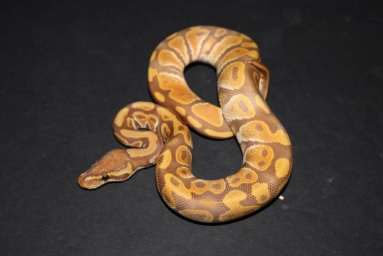 Ultramel Ball Python by Wards World Of Reptile Propagation