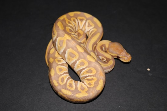 Mojave Ultramel Ball Python by Wards World Of Reptile Propagation