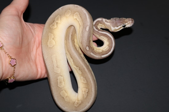Pewter Lesser Het Clown Ball Python by Wards World Of Reptile Propagation