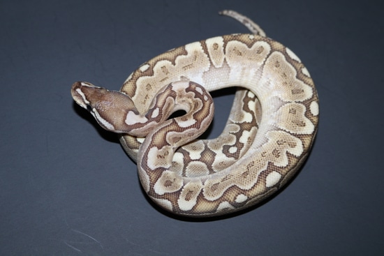 Bamboo Ball Python by Wards World Of Reptile Propagation