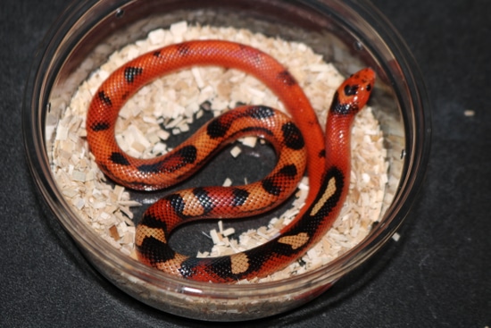 Splotched Neblan Nelson's Milk Snake by Wards World Of Reptile Propagation