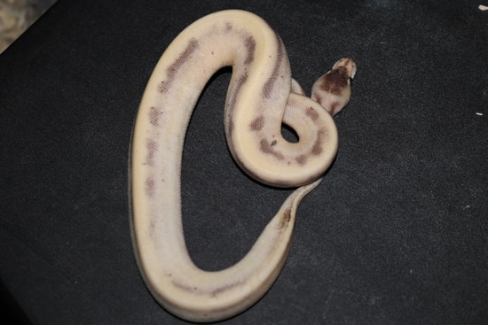 Bamboo Champagne Ball Python by Wards World Of Reptile Propagation