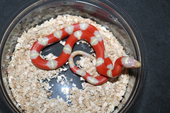 Albino Het Splotched Nelson's Milk Snake by Wards World Of Reptile ...