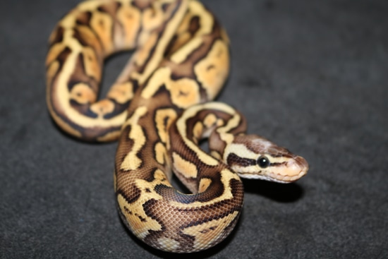 Firefly Yellow Belly Ball Python by Wards World Of Reptile Propagation