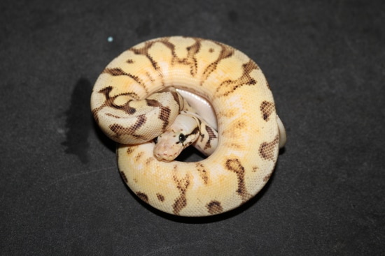 Killer Bee Yellow Belly Ball Python by Wards World Of Reptile Propagation