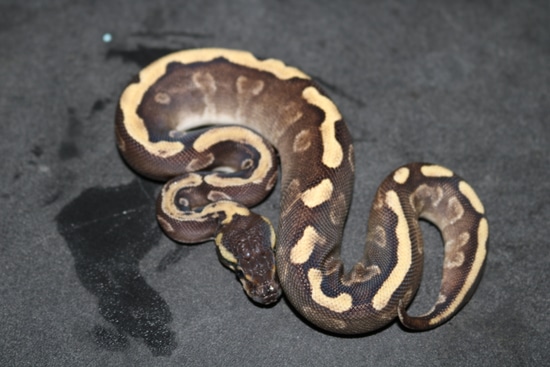 Mojave Ghi Ball Python by Wards World Of Reptile Propagation