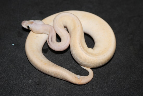 Super Pastel Champagne Ball Python by Wards World Of Reptile Propagation