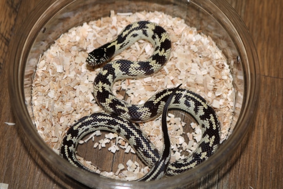 Banana Cal King California Kingsnake by Wards World Of Reptile Propagation