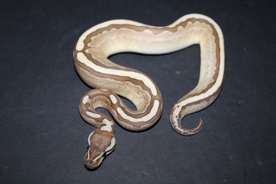 Bamboo Enchi Possible Yellow Belly Ball Python by Wards World Of ...