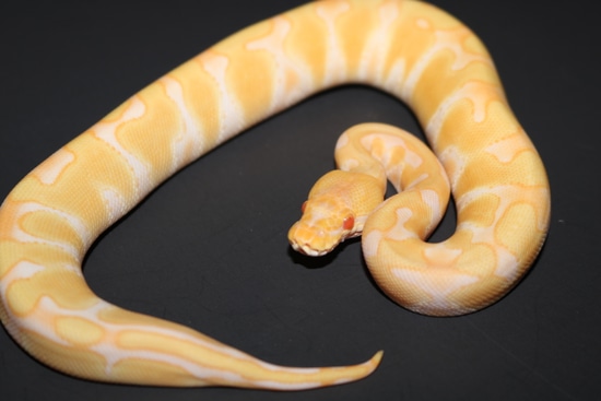 Albino Enchi Ball Python by Wards World Of Reptile Propagation