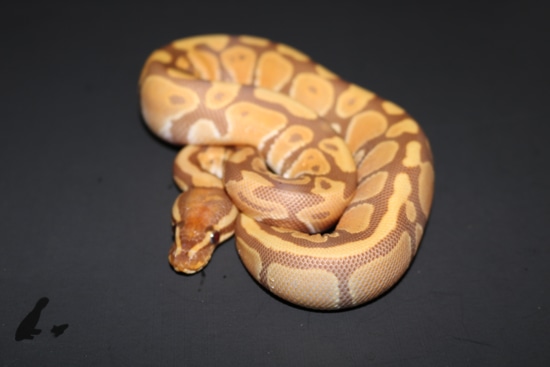 Ultramel Ball Python by Wards World Of Reptile Propagation