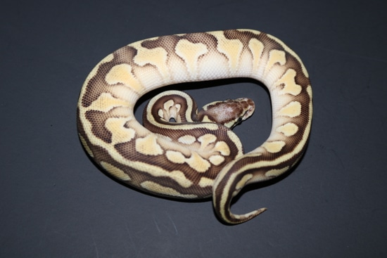 Pastel Lesser Het Desert Ghost Ball Python by Wards World Of Reptile ...