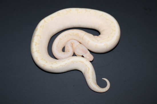 Bamboo Banana Pinstripe Ball Python by Wards World Of Reptile Propagation