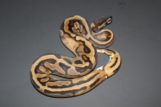 Pied Low Expression Ball Python by Wards World Of Reptile Propagation