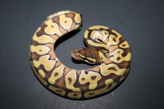 Mojave Enchi Het Ultramel Ball Python by Wards World Of Reptile Propagation