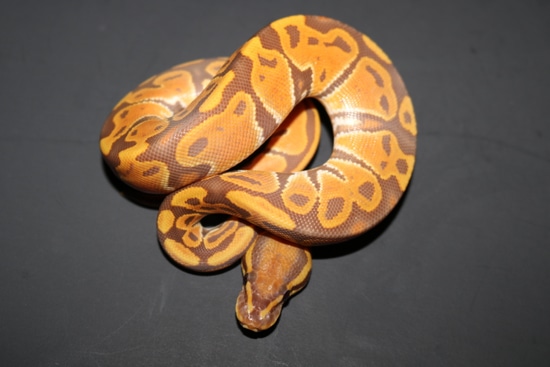 Ultramel Ball Python by Wards World Of Reptile Propagation
