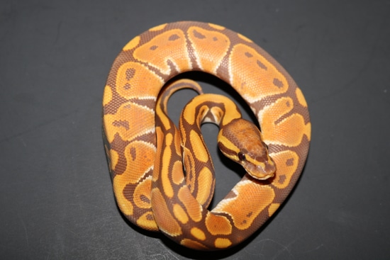 Ultramel Ball Python by Wards World Of Reptile Propagation