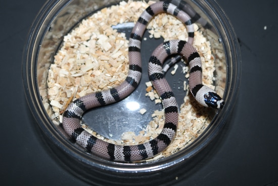 Anery Honduran Milk Snake by Wards World Of Reptile Propagation
