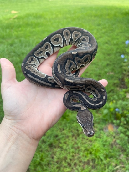 Cinnamon Vpi Axanthic Ball Python by Wards World Of Reptile Propagation