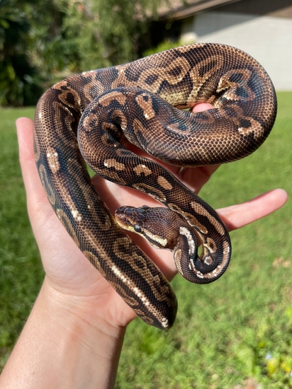Pewter Yellow Belly Ball Python by Wards World Of Reptile Propagation