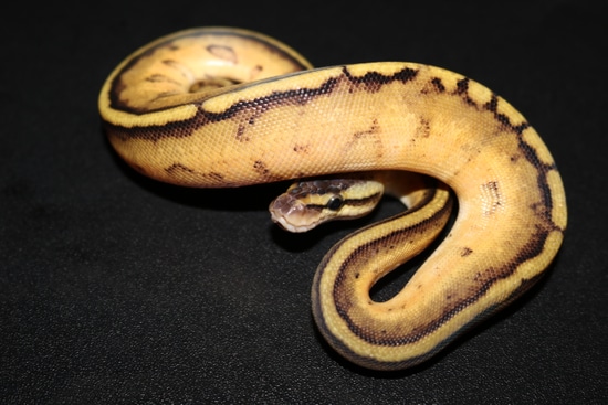 Pastel G Stripe Ball Python by Wards World Of Reptile Propagation