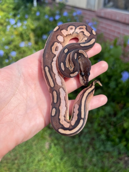 Cinnamon Calico Ball Python by Wards World Of Reptile Propagation