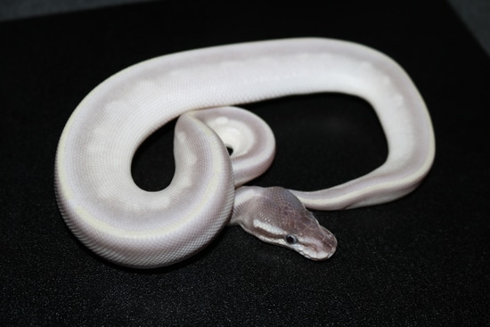 Purple Passion Ball Python by Wards World Of Reptile Propagation