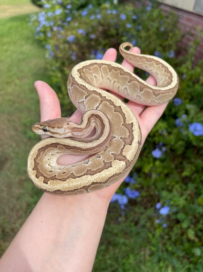 Kingpin Ball Python by Wards World Of Reptile Propagation