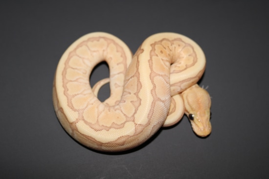 Banana Kingpin Ball Python by Wards World Of Reptile Propagation
