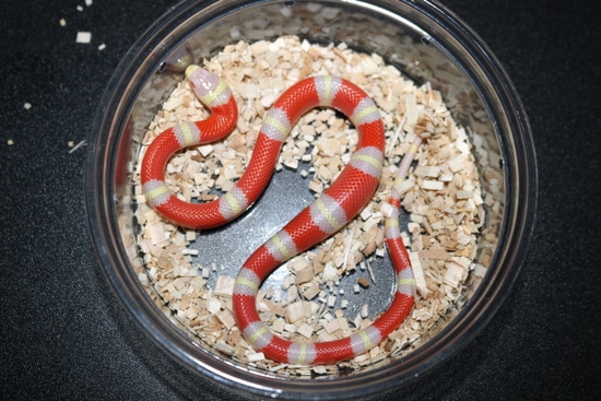 Albino Het Splotched Nelson's Milk Snake by Wards World Of Reptile ...