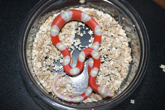 Albino Het Splotched Nelson's Milk Snake by Wards World Of Reptile ...
