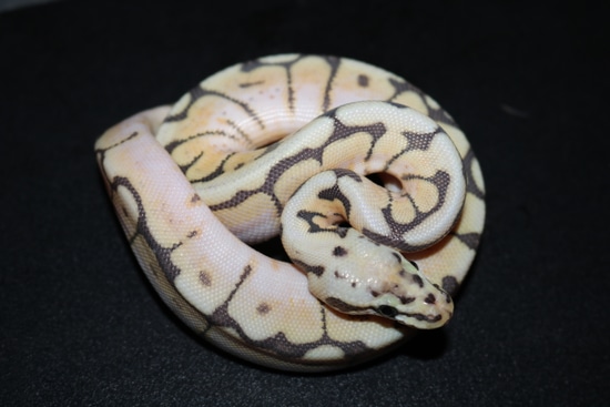 Bumble Bee Ghost Ball Python by Wards World Of Reptile Propagation