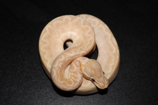Bamboo Ultramel Ball Python by Wards World Of Reptile Propagation