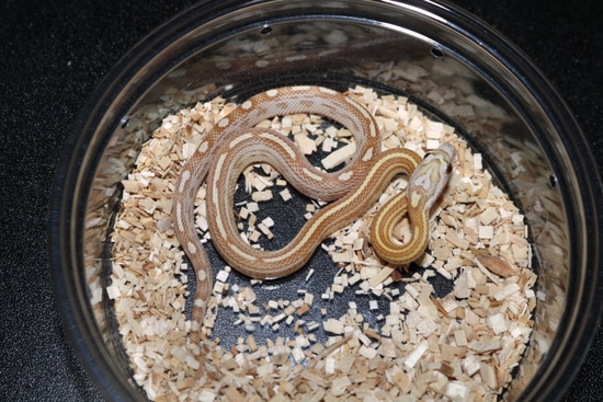 Motley Gold Dust Corn Snake by Wards World Of Reptile Propagation