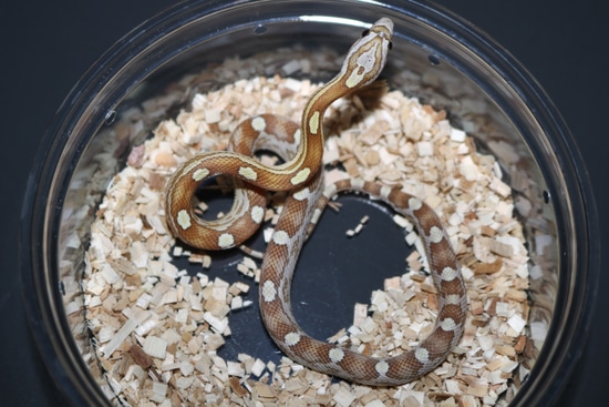 Motley Amber Corn Snake by Wards World Of Reptile Propagation