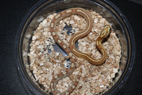 Motley Gold Dust Corn Snake by Wards World Of Reptile Propagation