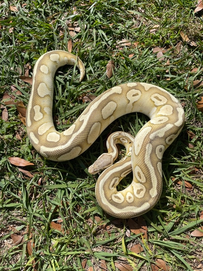 Pastel Lesser Ghost Ball Python by Wards World Of Reptile Propagation