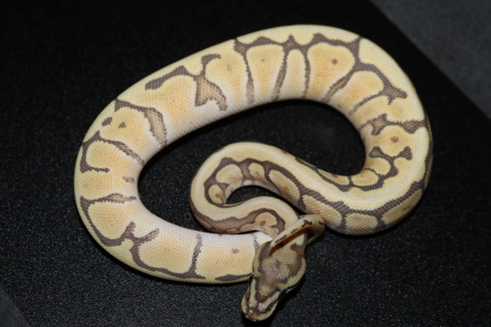 Spider Mojave Ghost Ball Python by Wards World Of Reptile Propagation