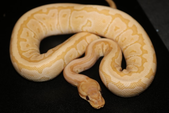 Ultramel Jigsaw Ball Python by Wards World Of Reptile Propagation