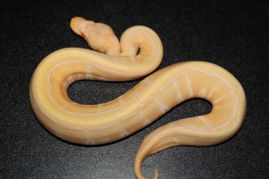 Albino Pinstripe Ball Python by Wards World Of Reptile Propagation