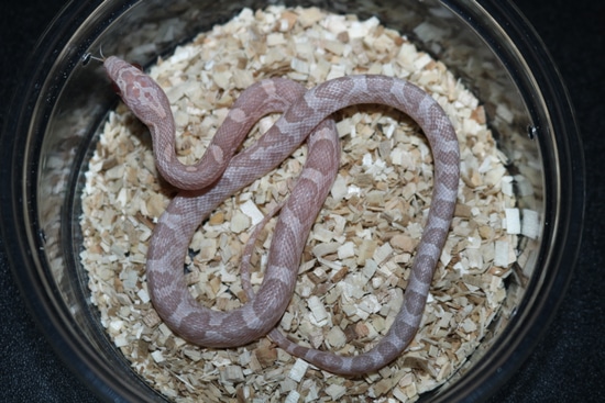 Hypo Lavender Corn Snake by Wards World Of Reptile Propagation