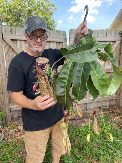 XXL Miranda Carnivorous Pitcher Plant Other Plant by Wards World Of ...