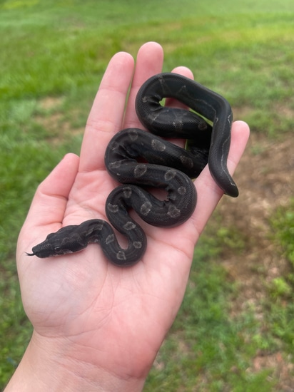 Motley Black Devil Boa Constrictor by Wards World Of Reptile Propagation