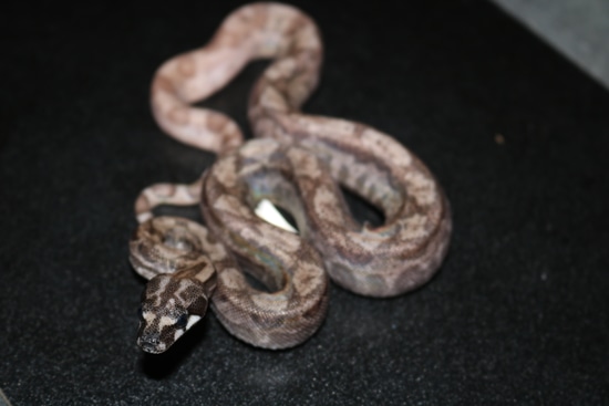 Motley Ghost Black Devil Boa Constrictor by Wards World Of Reptile ...