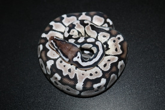 Pastel Vpi Axanthic Ball Python by Wards World Of Reptile Propagation
