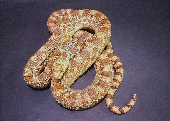 Sonoran Gopher Snake. Red Spot, Reduced Pattern by Wards Reptilians