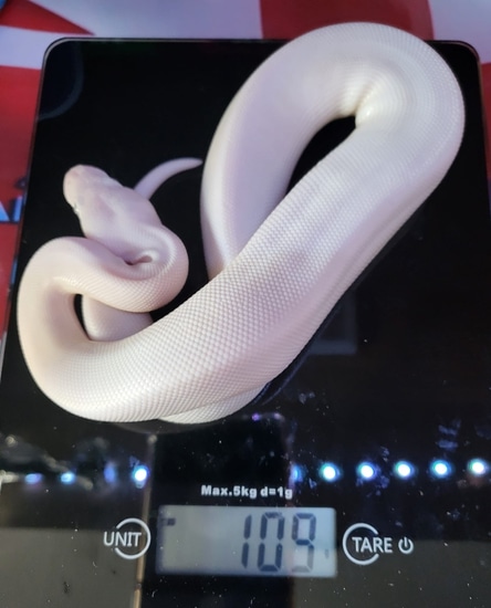 Karma Ball Python by Wardys Balls