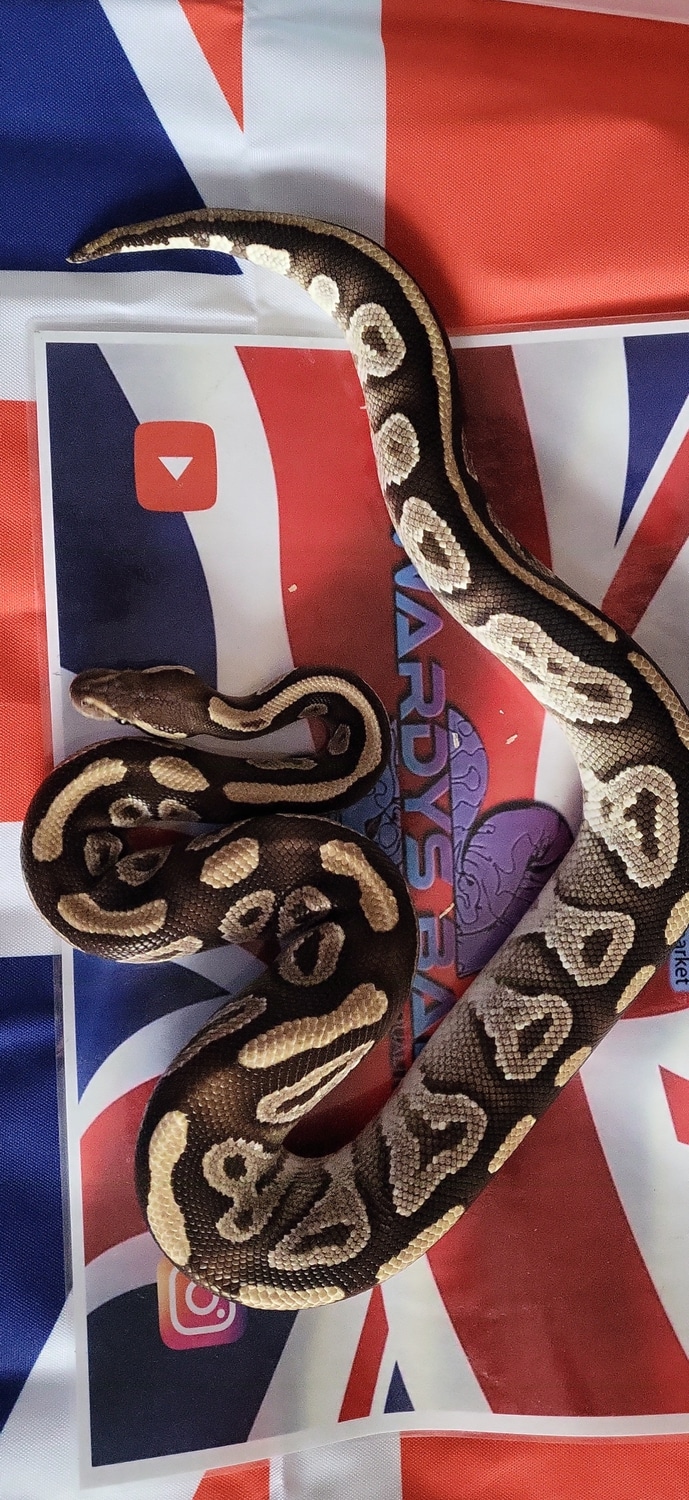 Phantom Het Candy/albino Ball Python by Wardys Balls - MorphMarket