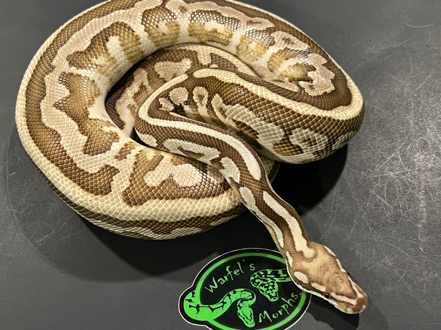 Leopard Lesser Spotnose Ball Python by Warfel's Morphs - MorphMarket